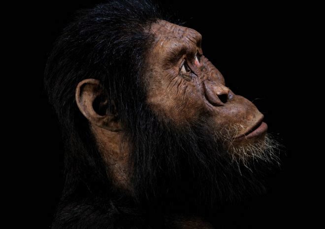 El rostro de Australopithecus anamensis - Fósil-Divulgación y Ciencia