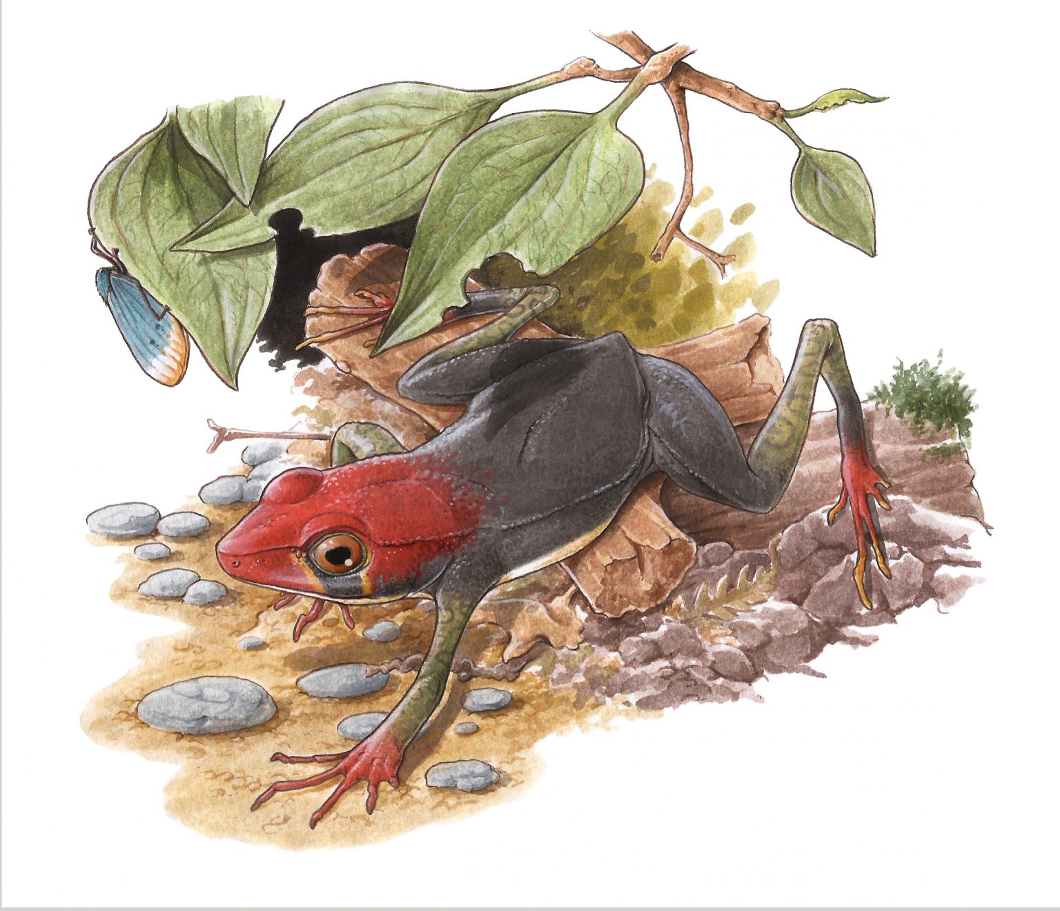 Kukurubatrachus gondwanicus, fósil de rana de 120MA que conservaba su ...