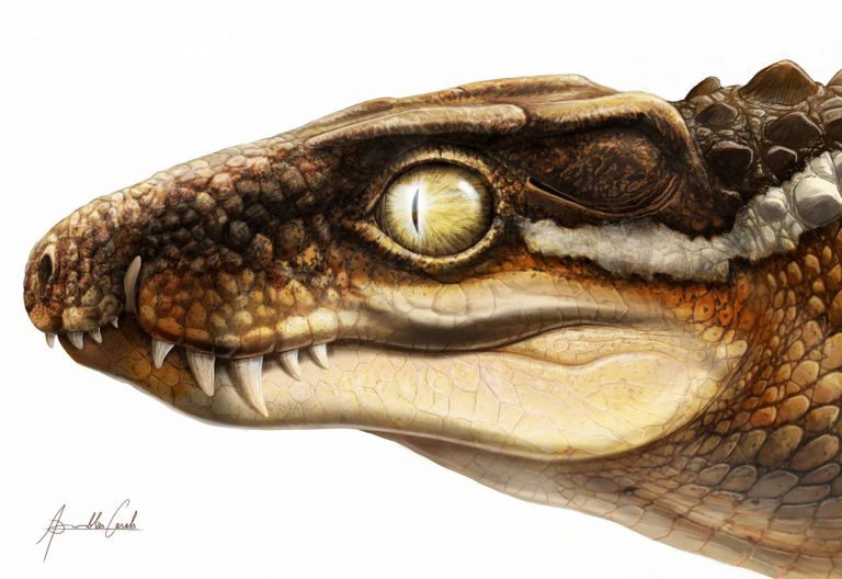 Paleoceno - Fósil-Divulgación y Ciencia