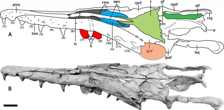 Gavialimimus almaghribensis, un nuevo mosasaurio con un cráneo ...
